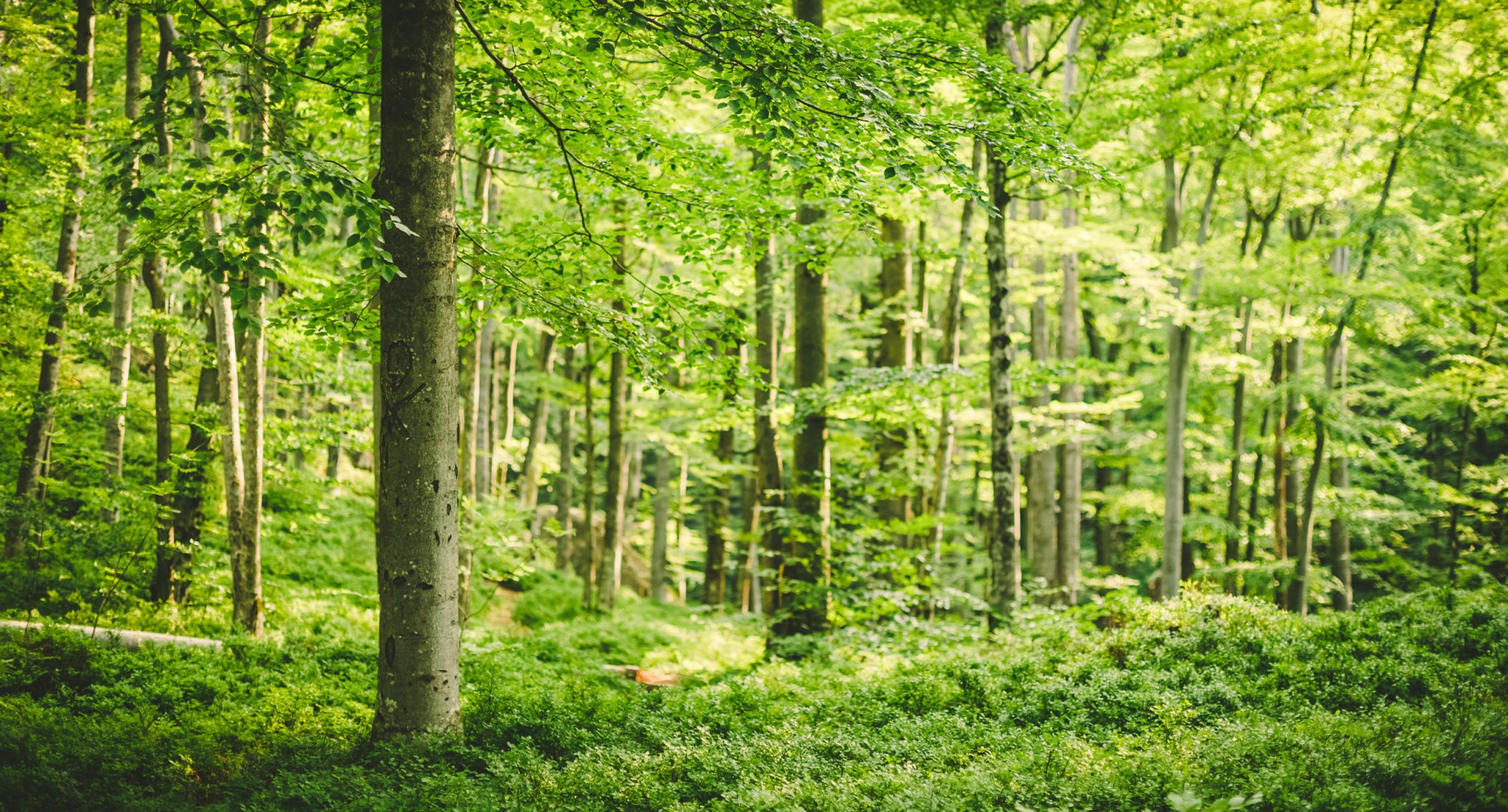 wherethefruitis_forest - Where The Fruit Is